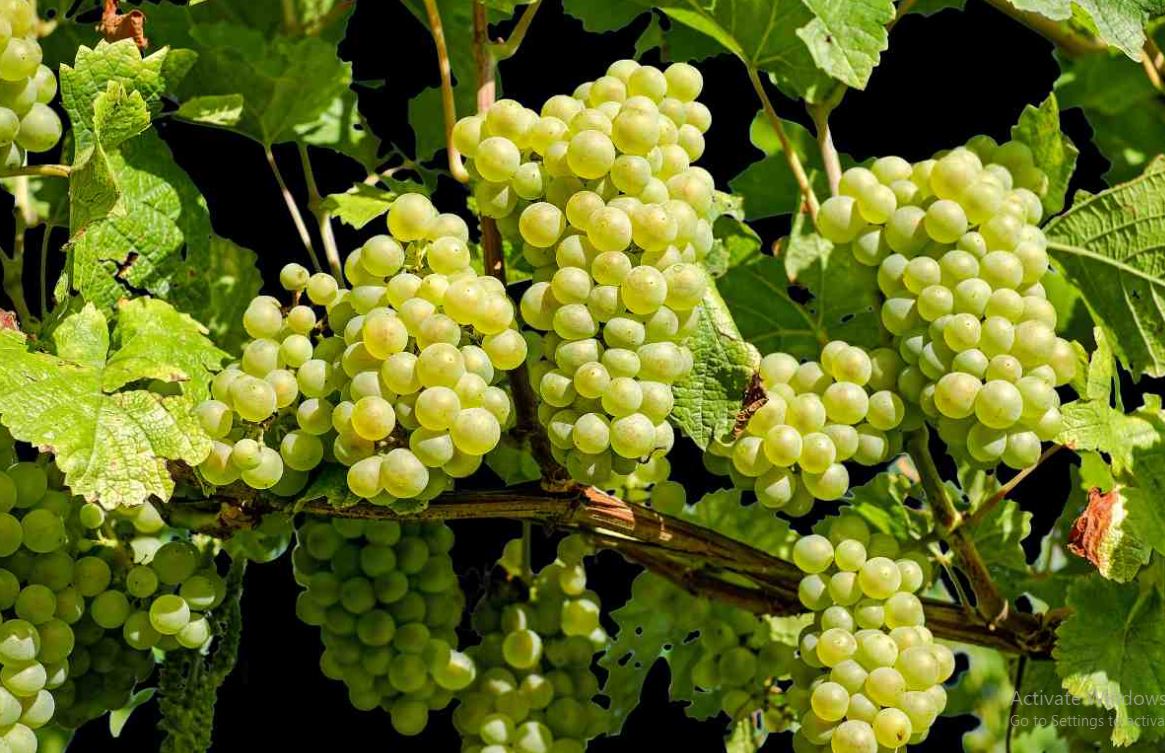 लाखौँको अङ्गुर बिकेन, कृषक भन्छन् अङ्गुर त अमिलो भयो - Seto Mato