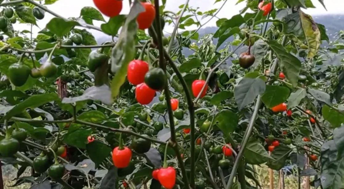 ‘नयाँ माटो’मा पहिलो वर्ष नै हौसिएर फल्यो अकबरे - Seto Mato