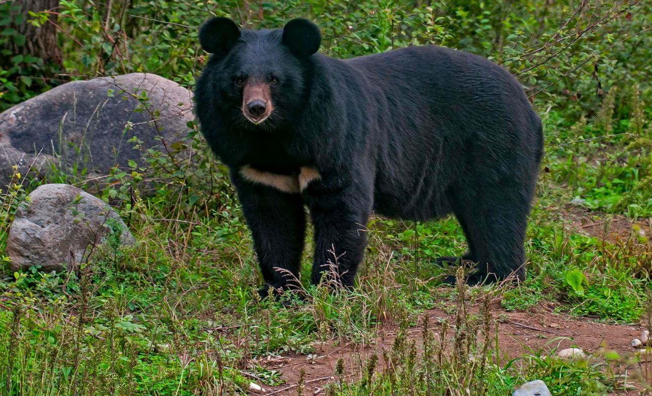 अस्पतालमा बसेको भालु चार दिनपछि वन कार्यालयमा सारियो - Seto Mato