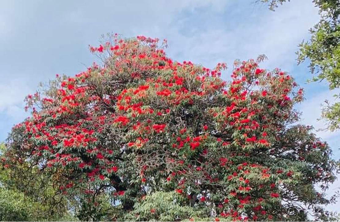 लेकै फूल्यो लालीगुराँस... - Seto Mato